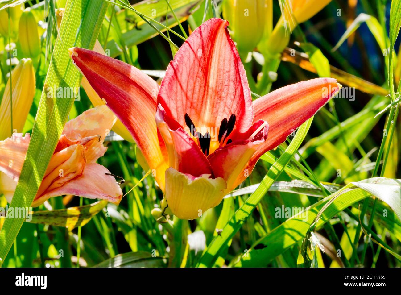 Hemerocalle 'Cherry Cheeks' in bloom in a garden Stock Photo - Alamy