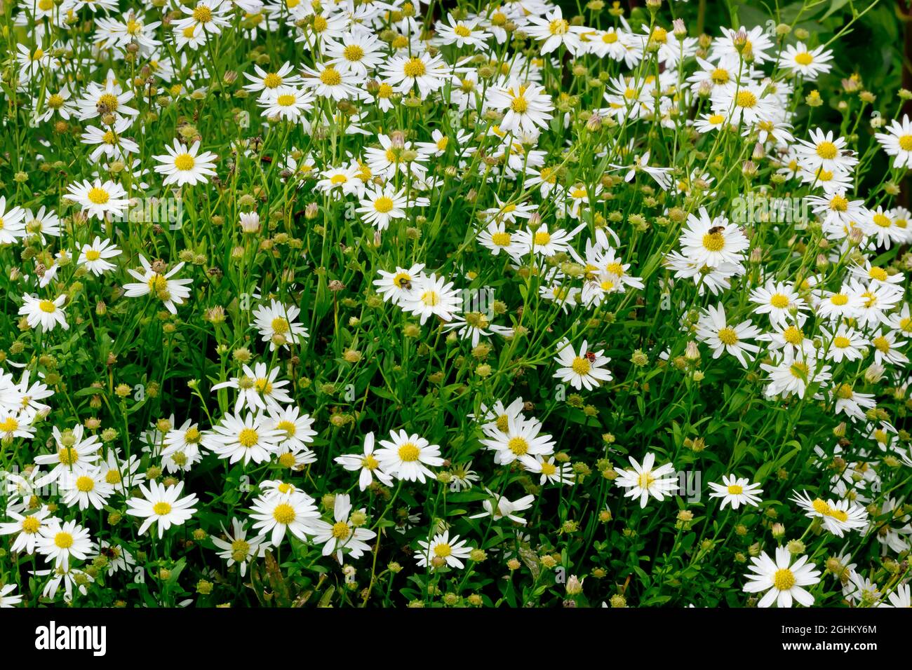 Kalimeris incisa 'Alba' Stock Photo - Alamy