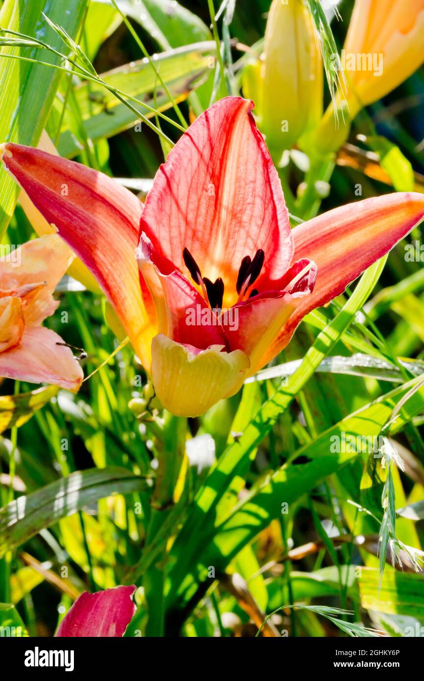 Hemerocalle 'Cherry Cheeks' in bloom in a garden Stock Photo - Alamy