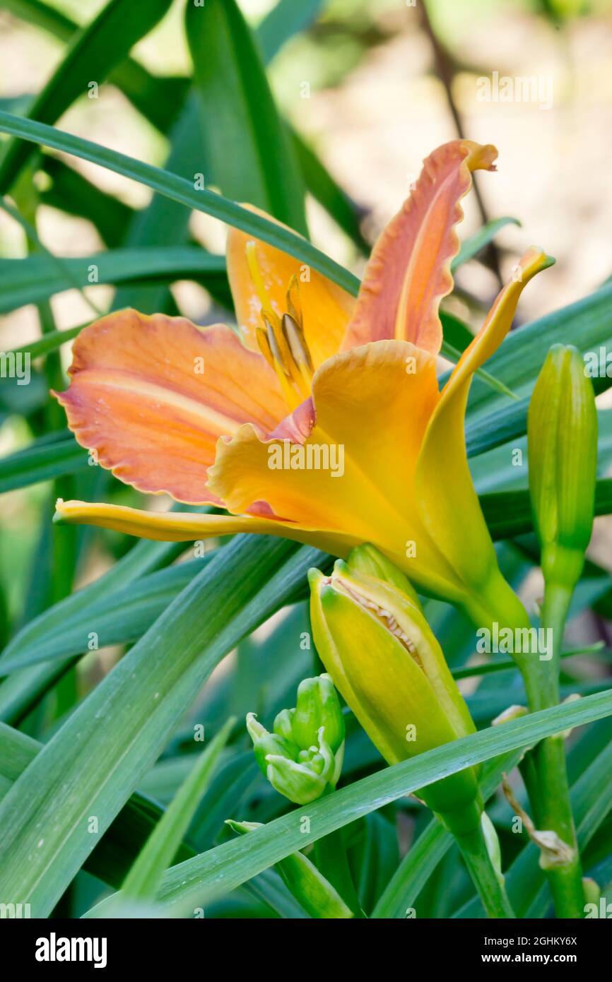 Hemerocallis fulva hi-res stock photography and images - Alamy