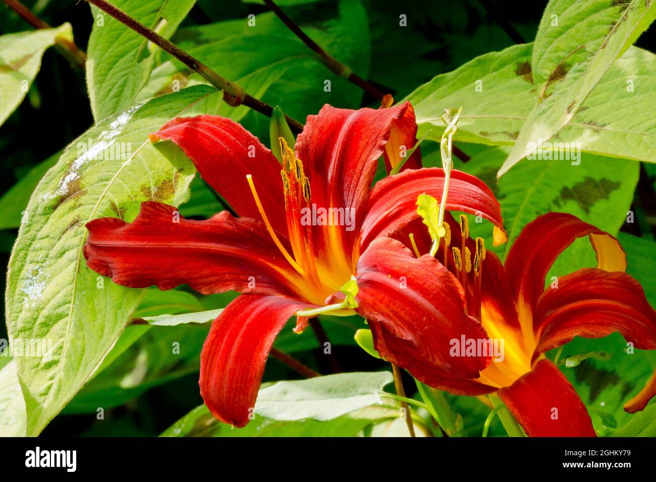 Hemerocalle 'Crimson Pirate' in bloom in a garden Stock Photo - Alamy