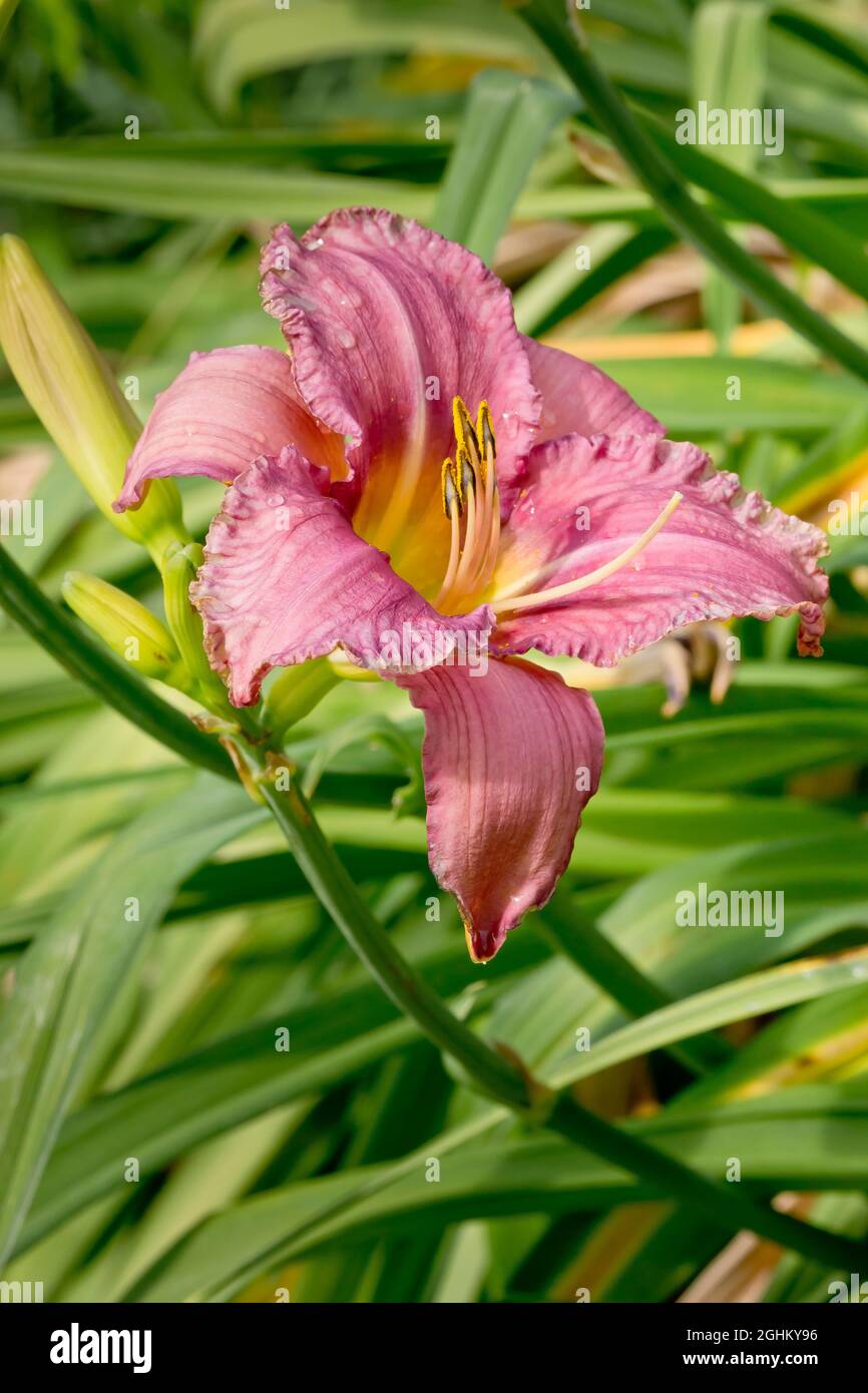 Hemerocalle 'Quinn Buck' in bloom in a garden Stock Photo - Alamy