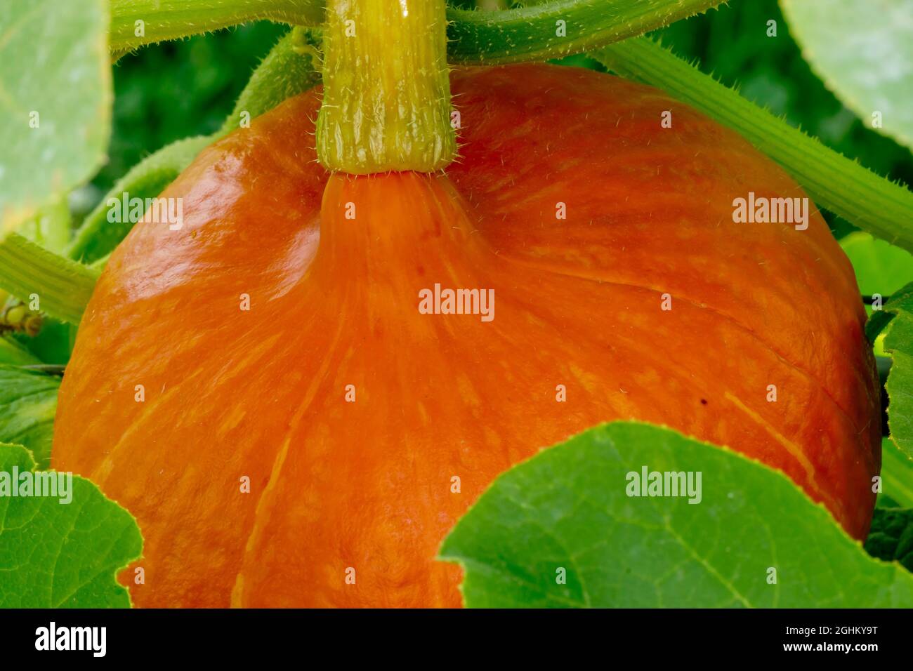 Uchiki kuri hi-res stock photography and images - Alamy