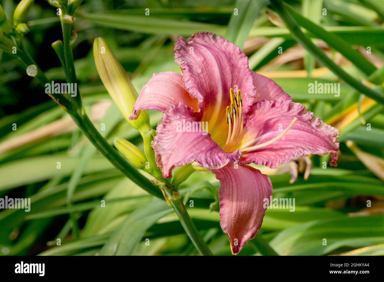 Hemerocalle 'Quinn Buck' in bloom in a garden Stock Photo - Alamy