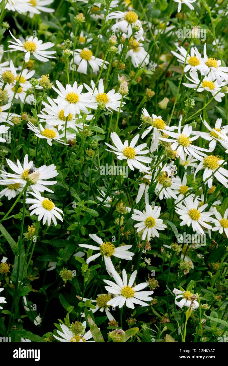 Japanese aster kalimeris aster hi-res stock photography and images - Alamy