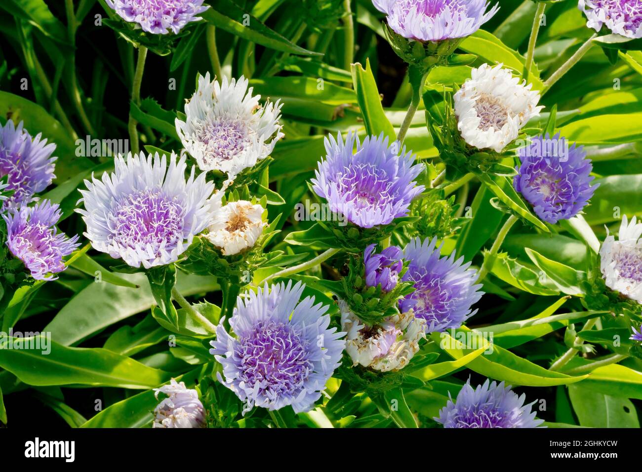 Stokes laevis blue star hi-res stock photography and images - Alamy