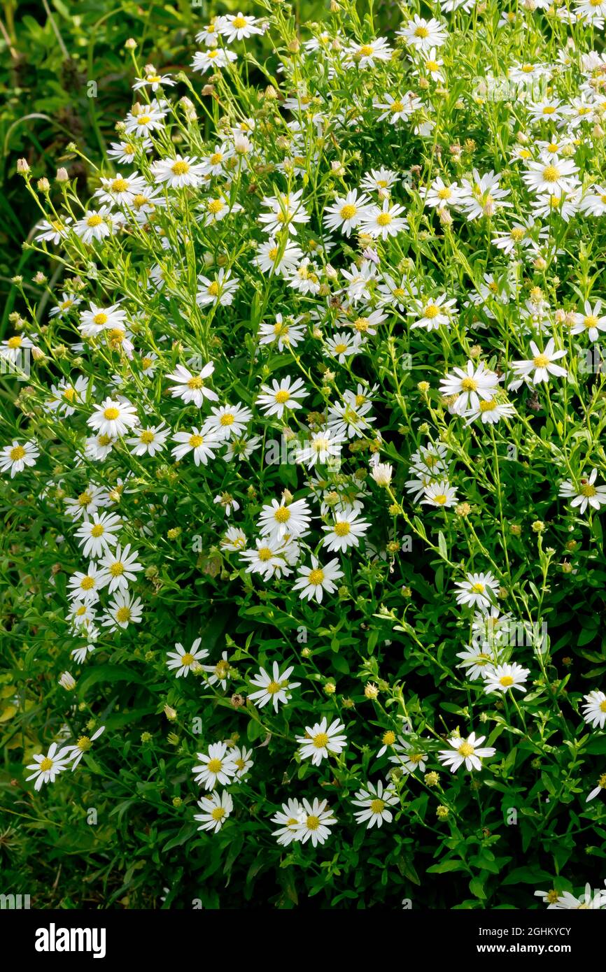 Kalimeris incisa 'Alba' Stock Photo - Alamy