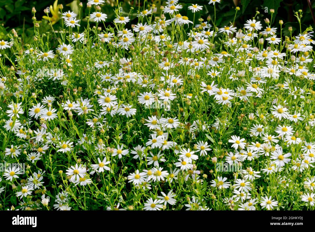 Kalimeris incisa 'Alba' Stock Photo - Alamy