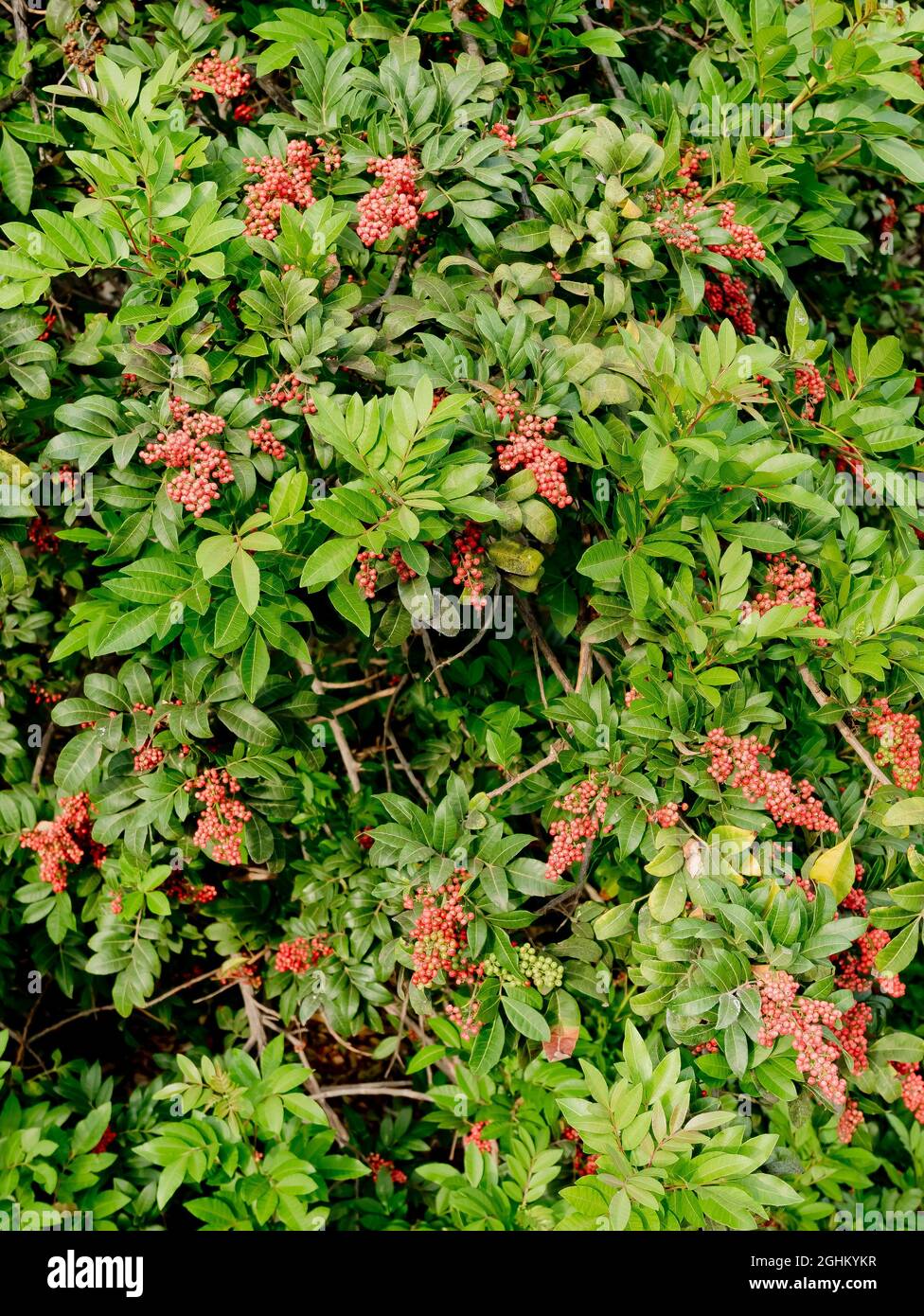 Zanthoxylum Piperitum High Resolution Stock Photography and Images - Alamy