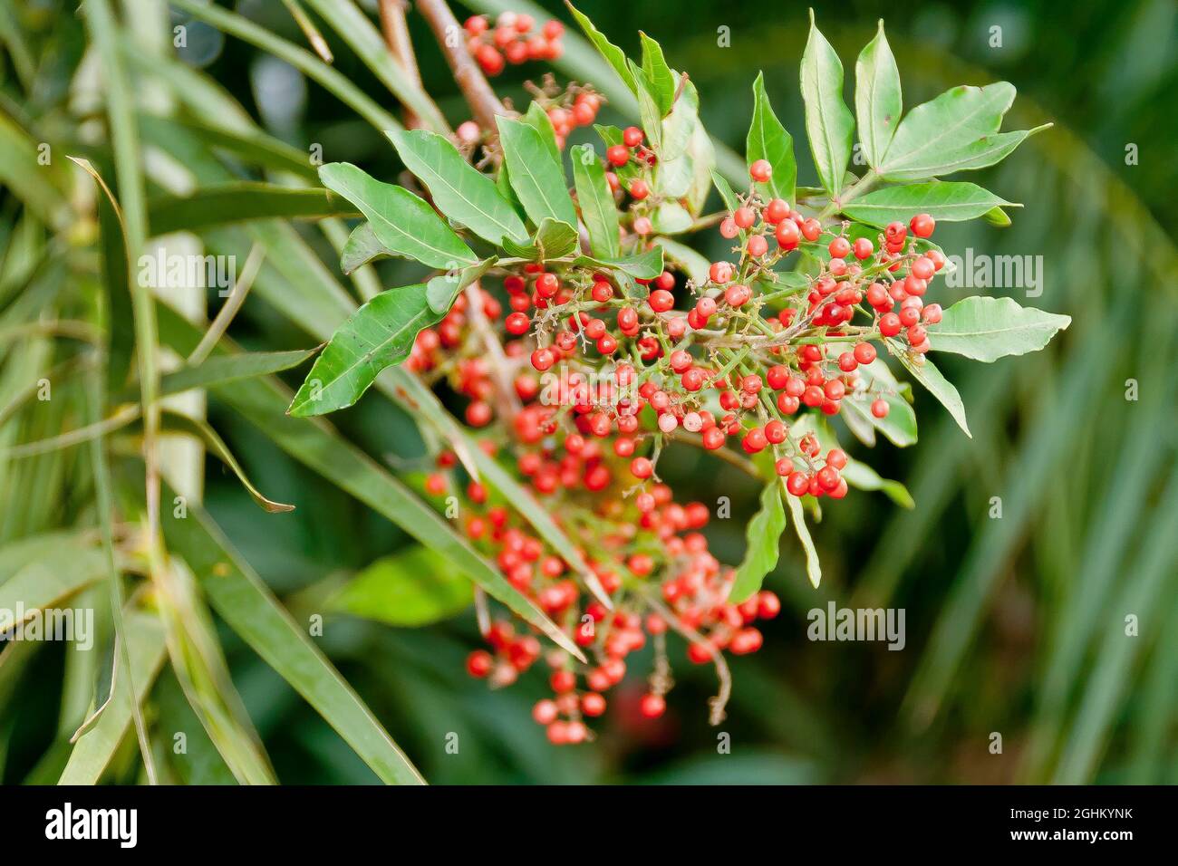 Zanthoxylum Piperitum High Resolution Stock Photography and Images - Alamy