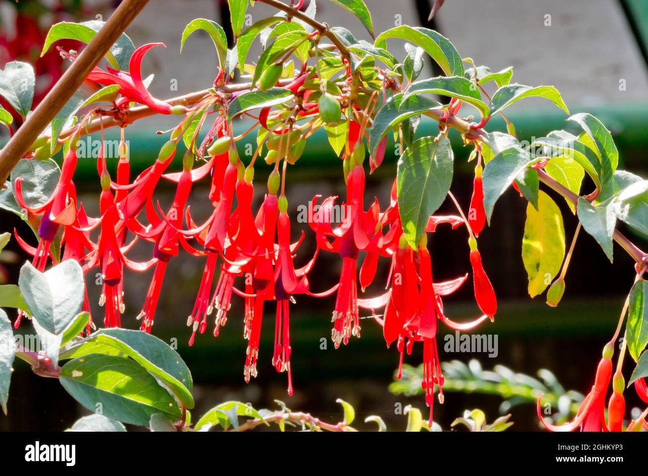 Fuchsia regia reitzii Stock Photo - Alamy