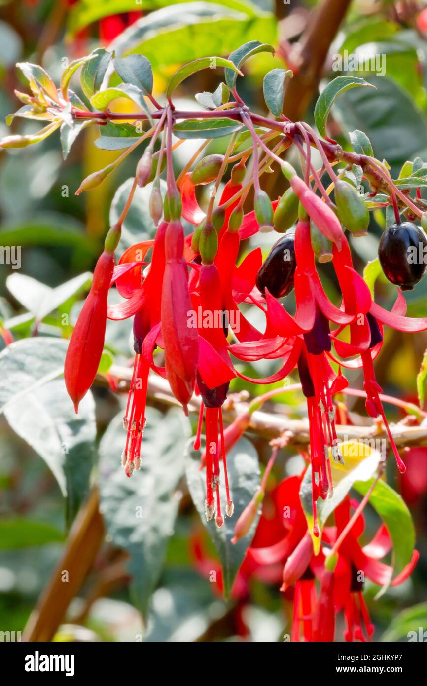 Fuchsia regia reitzii Stock Photo - Alamy
