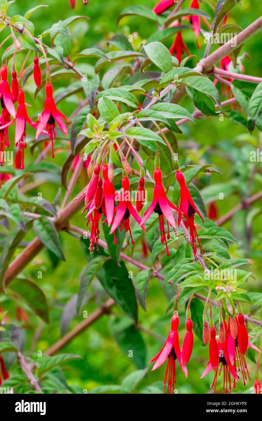 Fuchsia magellanica 'Riccartonii' Stock Photo - Alamy