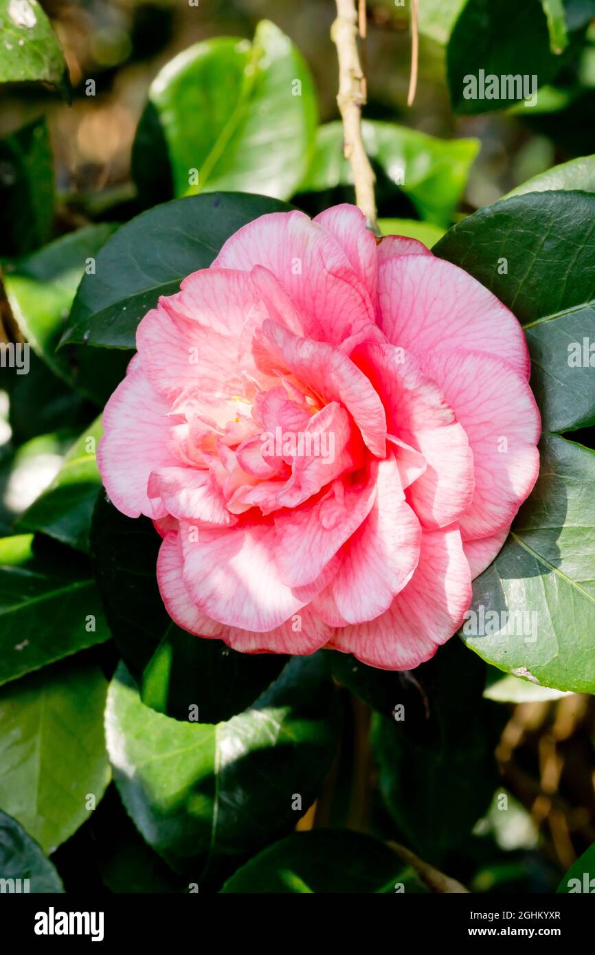 Camellia 'Can Can' in bloom in a garden Stock Photo - Alamy
