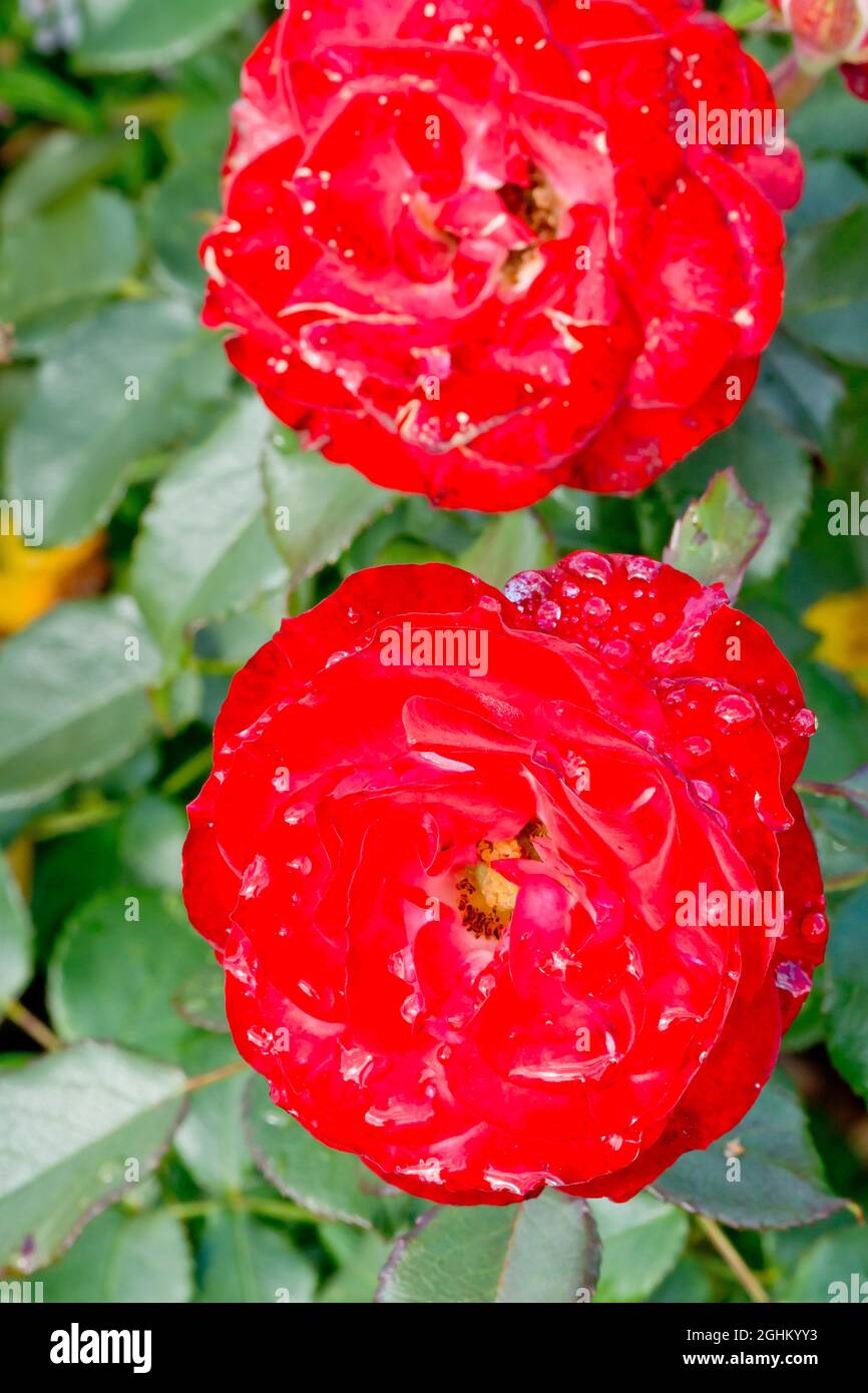 Rose tree 'Planten un Blomen' in bloom in a garden Stock Photo - Alamy