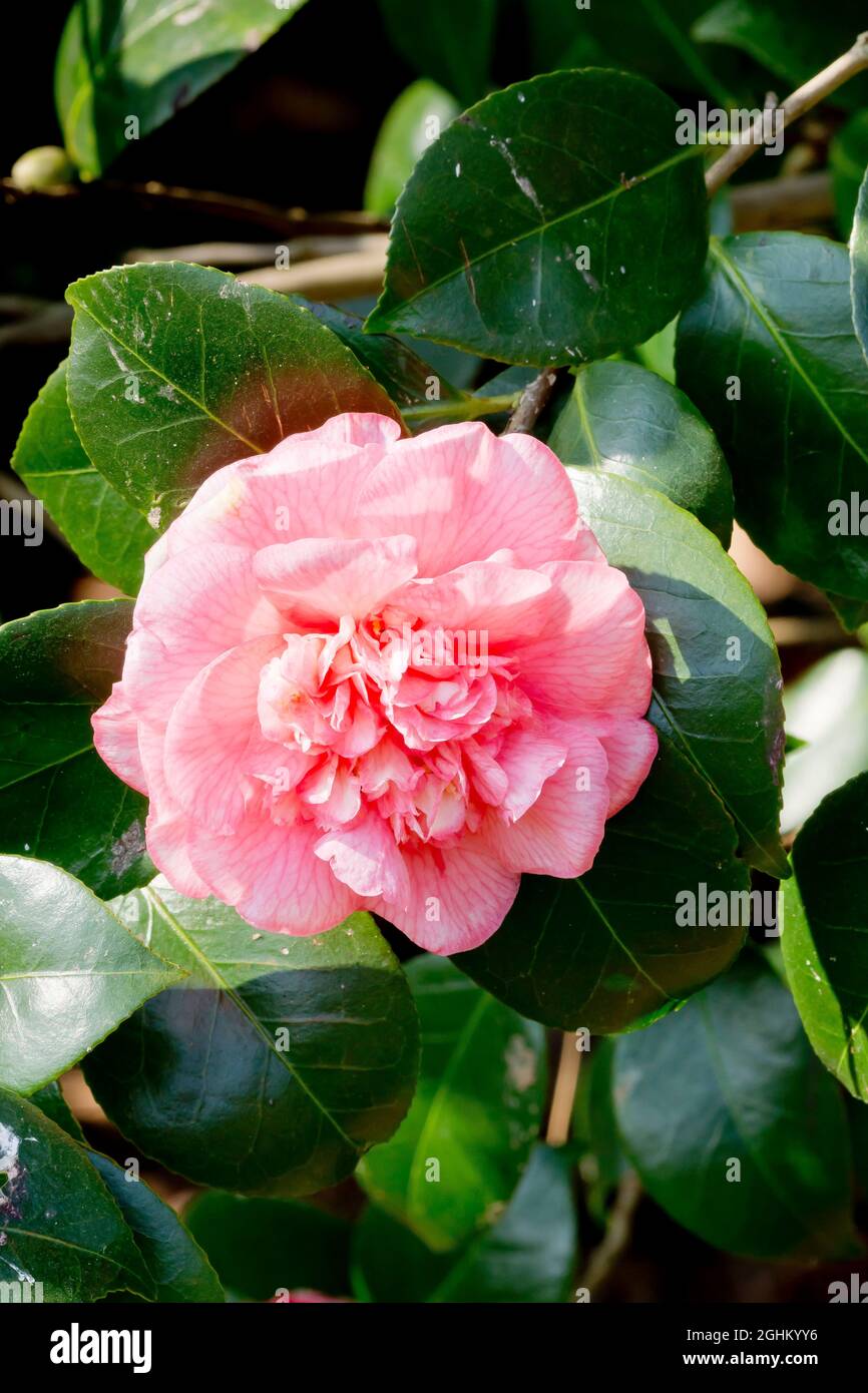 Camellia 'Can Can' in bloom in a garden Stock Photo - Alamy