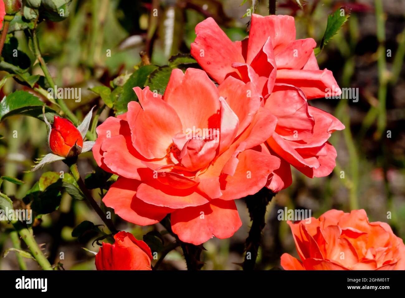 Rosa 'Alexander' Obtenteur :Harkness (GBR) 1972 Stock Photo - Alamy