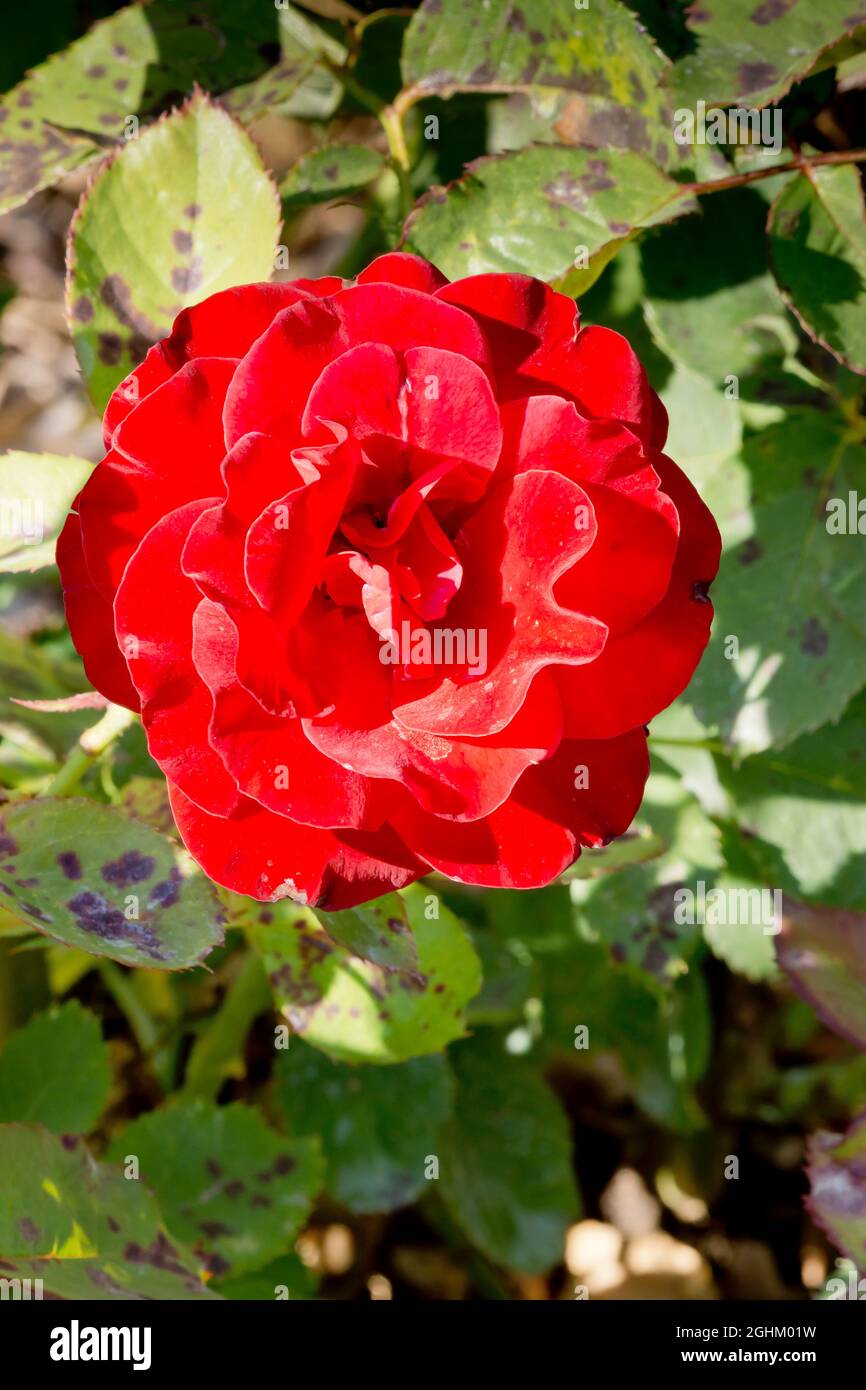 Rose tree 'Montana' in bloom in a garden Stock Photo - Alamy