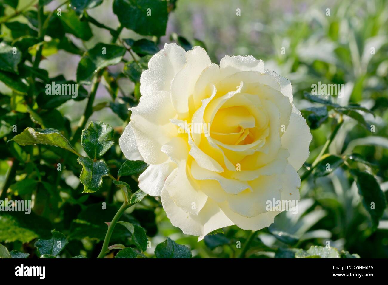 Rose tree 'Elina' in bloom in a garden Stock Photo - Alamy