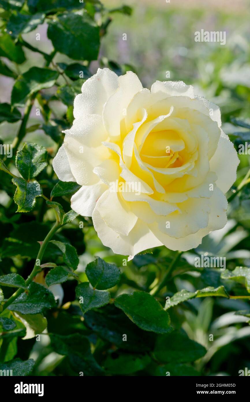 Rose tree 'Elina' in bloom in a garden Stock Photo - Alamy