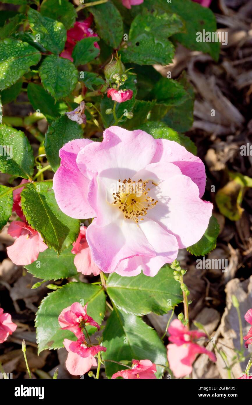 Rosa 'Paris 2000' Obtenteur : Delbard (FRA) 2000 Stock Photo - Alamy
