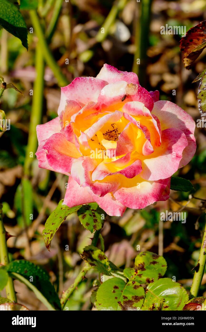 Rose tree 'Pullman Orient-Express' in bloom in a garden Stock Photo - Alamy