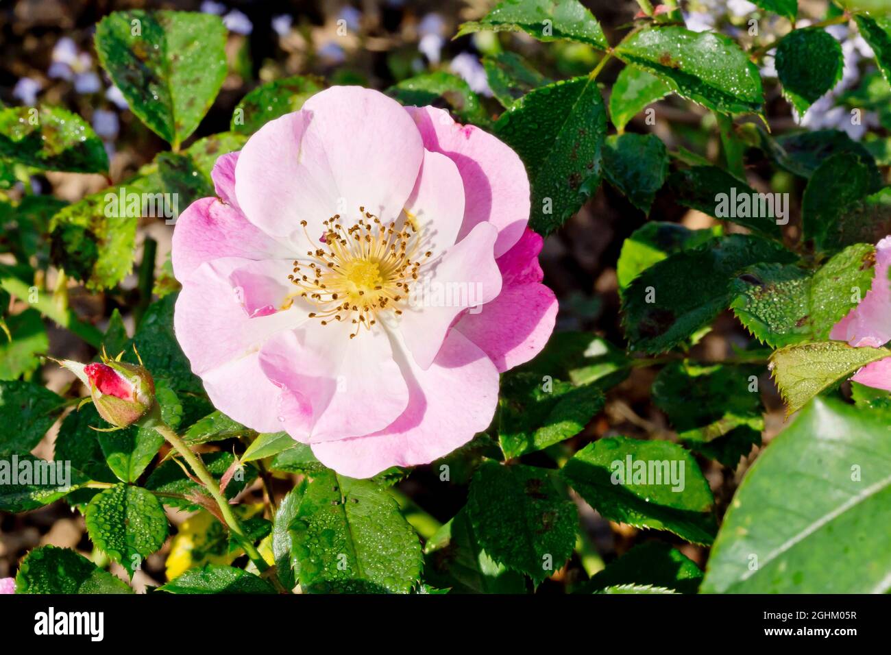 Rosa 'Paris 2000' Obtenteur : Delbard (FRA) 2000 Stock Photo - Alamy