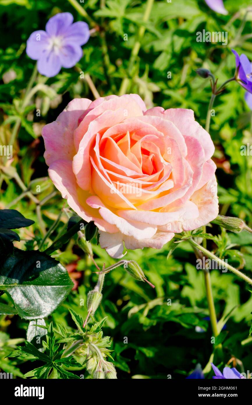 Elle flowers hi-res stock photography and images - Alamy