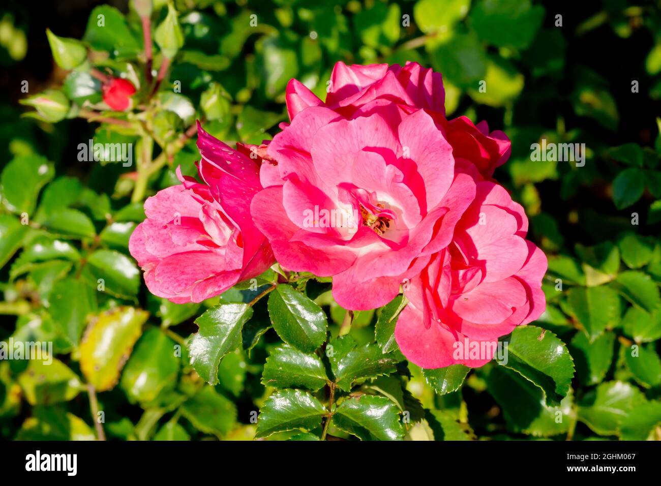 Rose-tree 'Emera' in bloom in a garden Stock Photo - Alamy