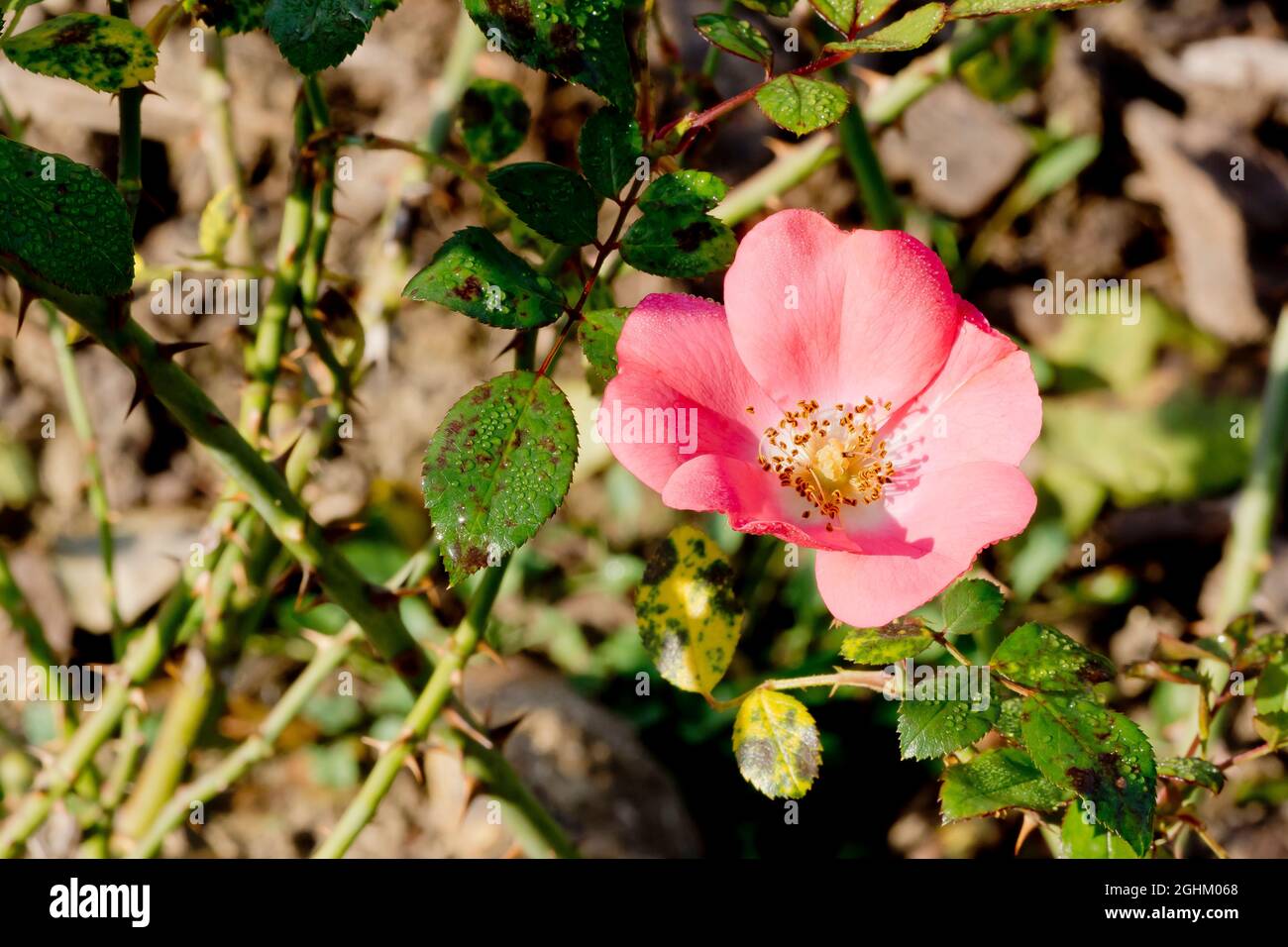 Rose tree 'Douceur Normande' in bloom in a garden Stock Photo - Alamy