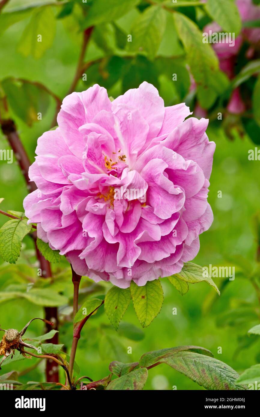 Rose tree 'Therese Bugnet' in bloom in a garden Stock Photo - Alamy