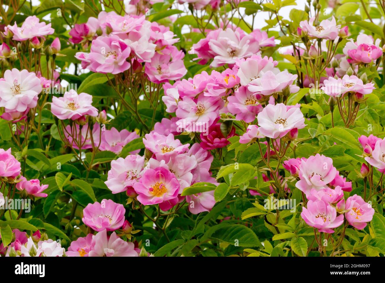 Rose tree 'Rush Rambler' in bloom in a garden Stock Photo - Alamy