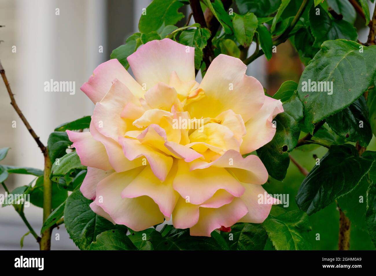 Rose tree 'Peace' in bloom in a garden Stock Photo - Alamy