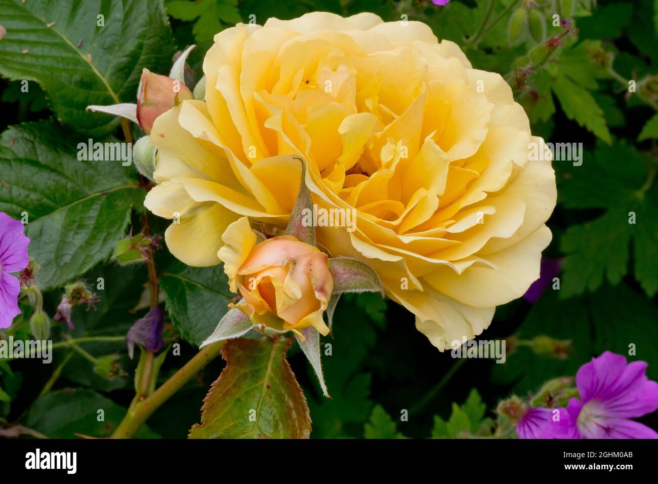 Rose tree 'Amber Queen' in bloom in a garden Stock Photo - Alamy