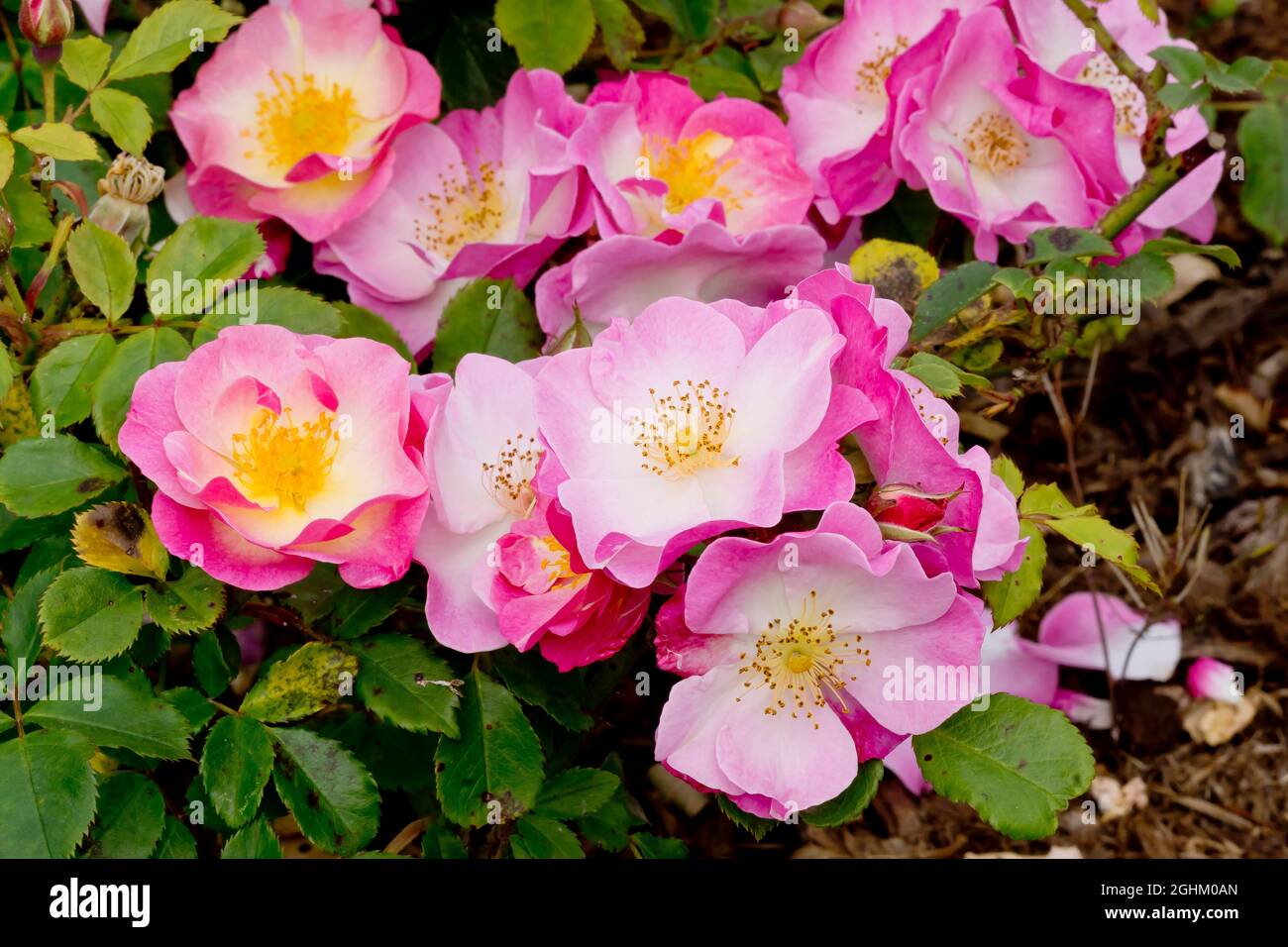 Rosa 'Paris 2000' Obtenteur : Delbard (FRA) 1984 Stock Photo - Alamy
