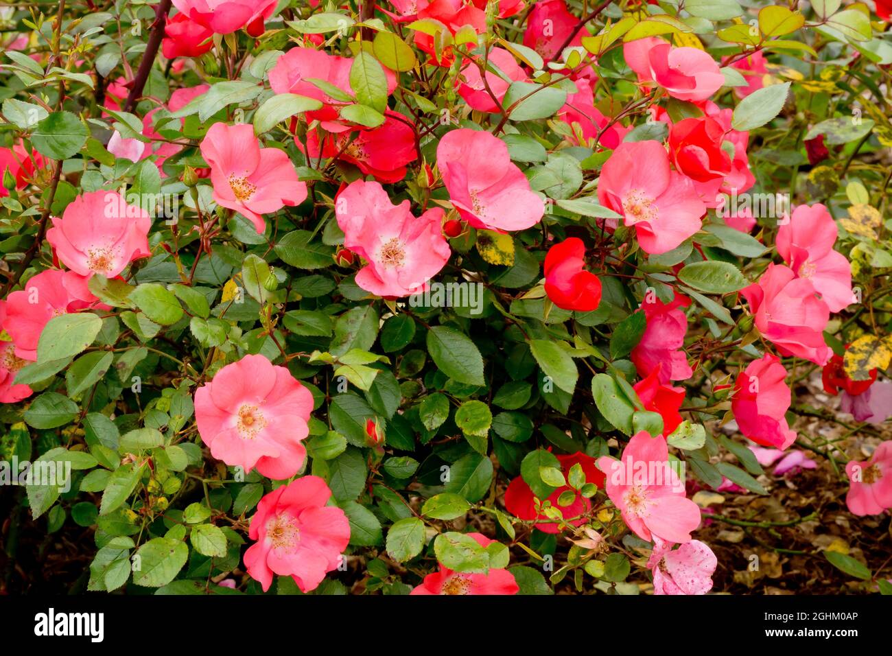 Rose tree 'Douceur Normande' in bloom in a garden Stock Photo - Alamy
