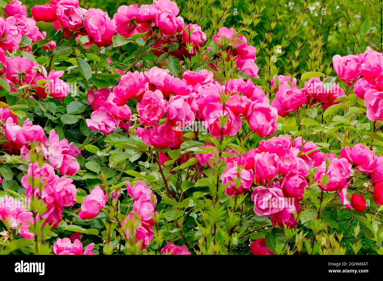 Rose tree 'Angela' in bloom in a garden Stock Photo - Alamy