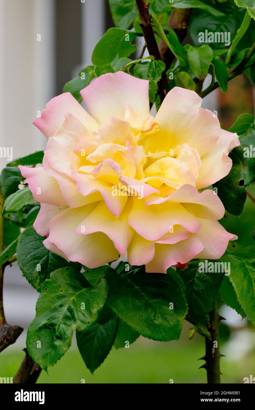 Rose tree 'Peace' in bloom in a garden Stock Photo - Alamy