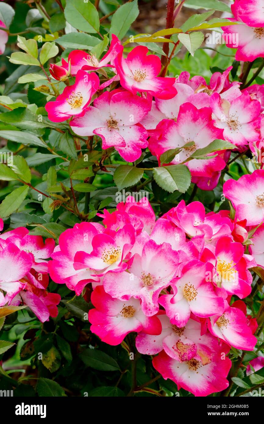 Rose tree 'Bukavu' in bloom in a garden Stock Photo - Alamy