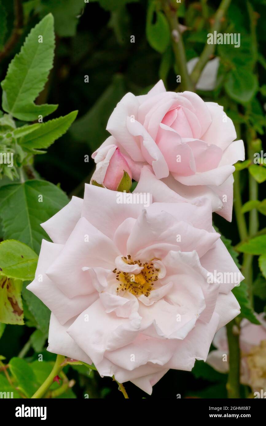 White dawn climbing rose hi-res stock photography and images - Alamy