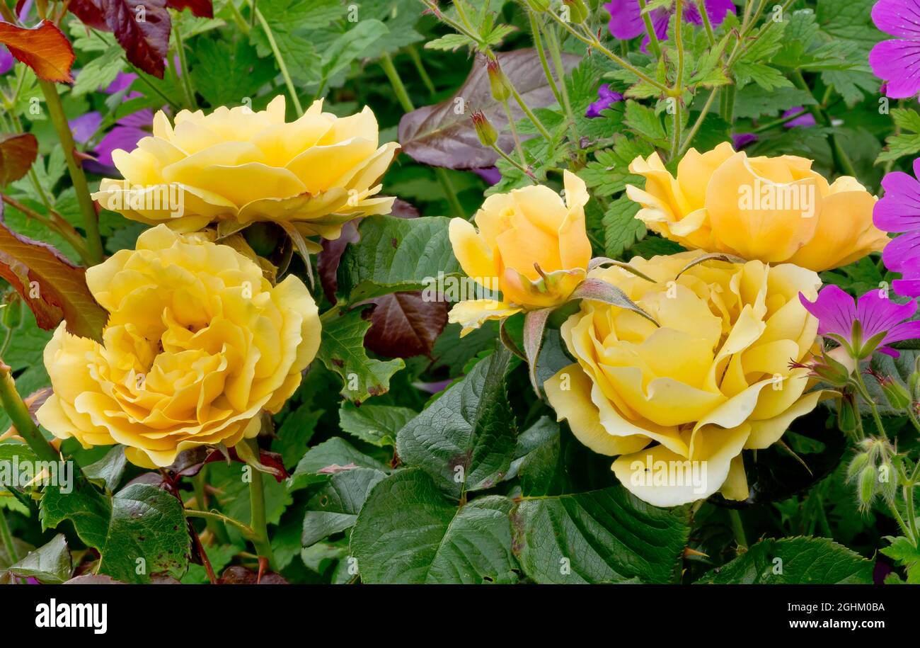 Rose tree 'Amber Queen' in bloom in a garden Stock Photo - Alamy