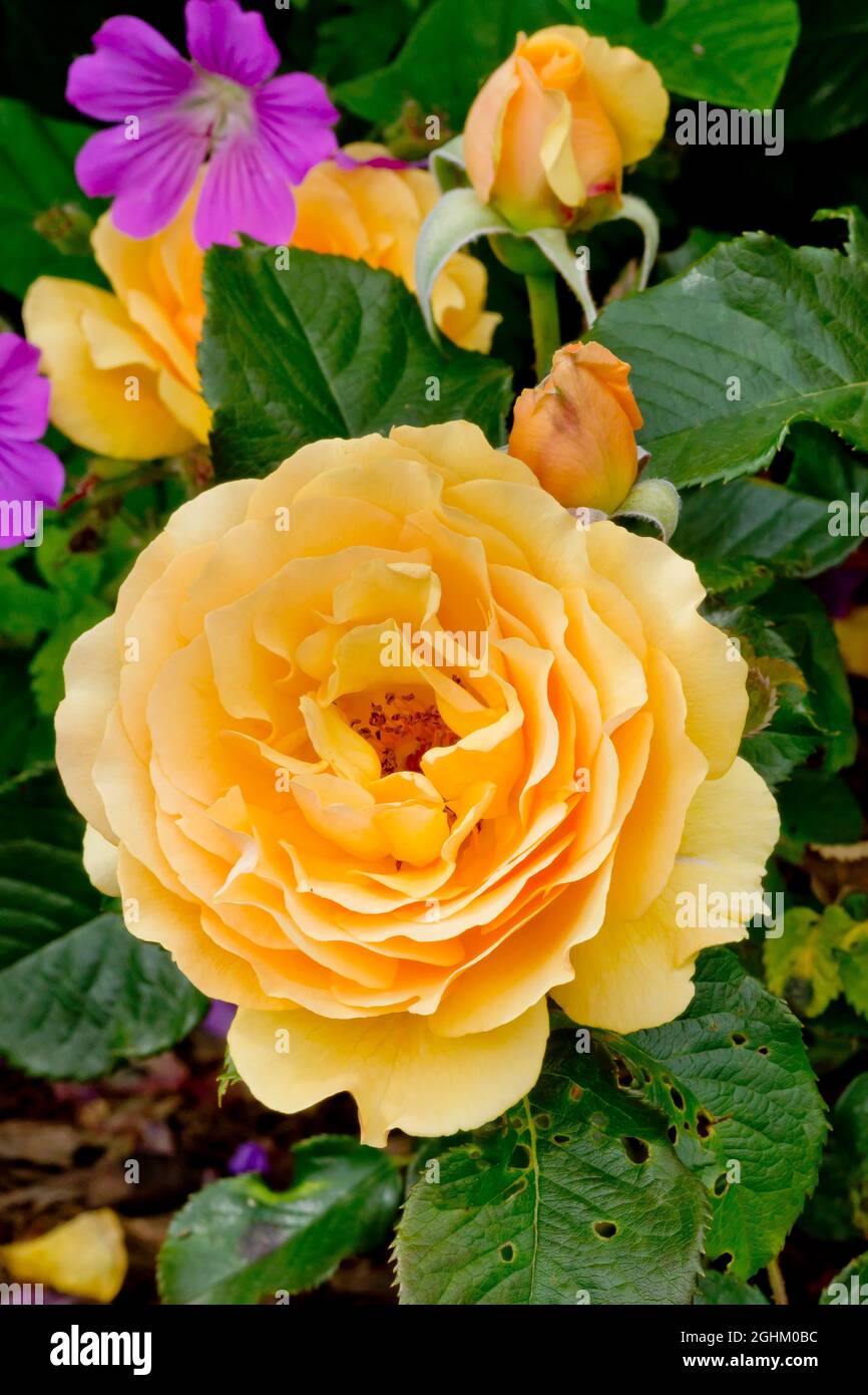 Rose tree 'Amber Queen' in bloom in a garden Stock Photo - Alamy