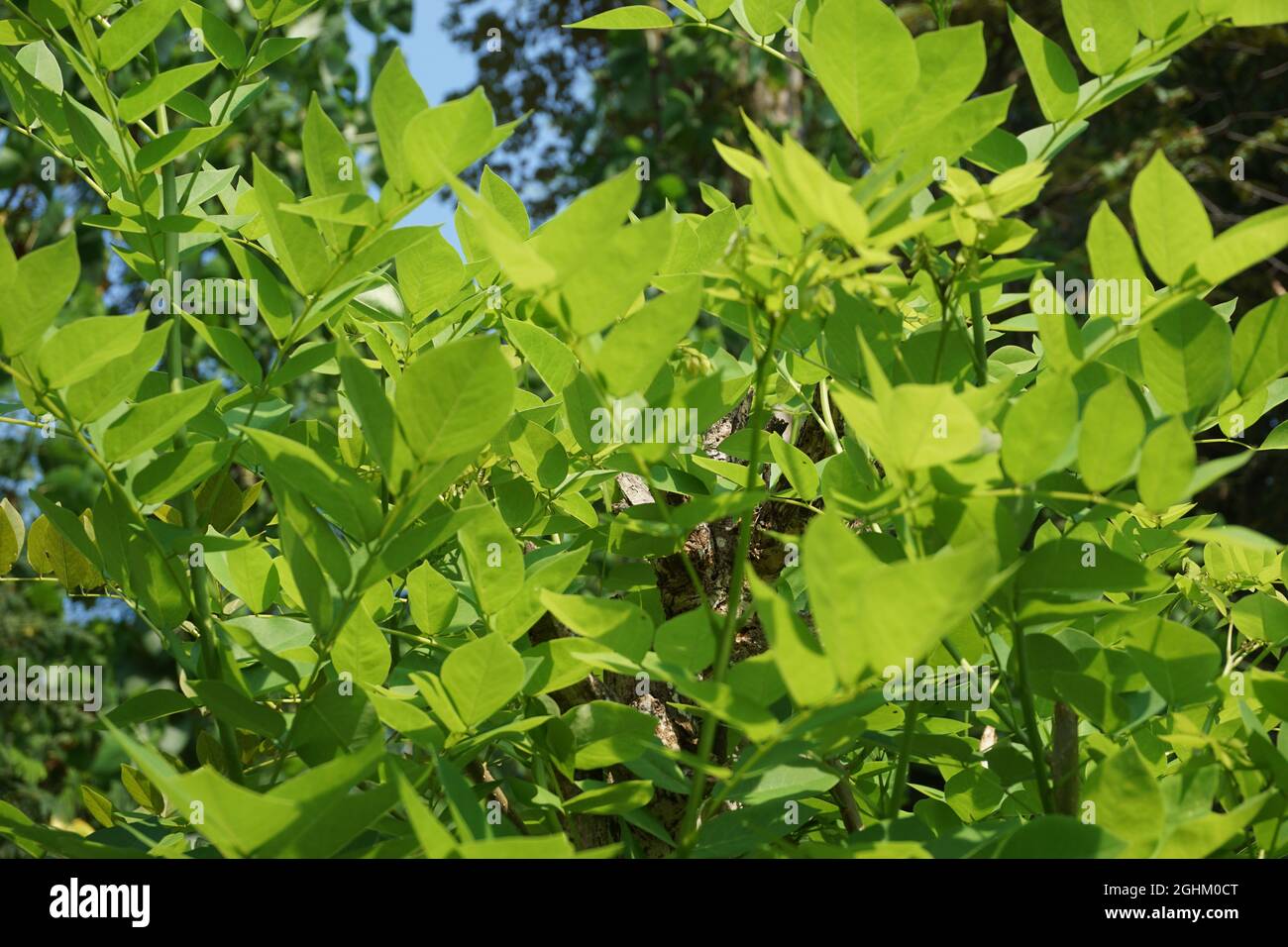Dalbergia latifolia (also known as sonokeling, sanakeling, rosewood ...
