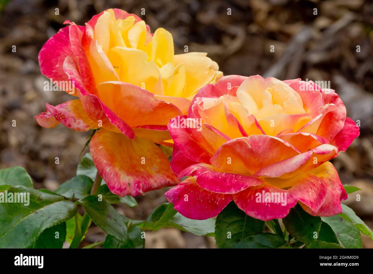 Rose tree 'Pullman Orient-Express' in bloom in a garden Stock Photo - Alamy
