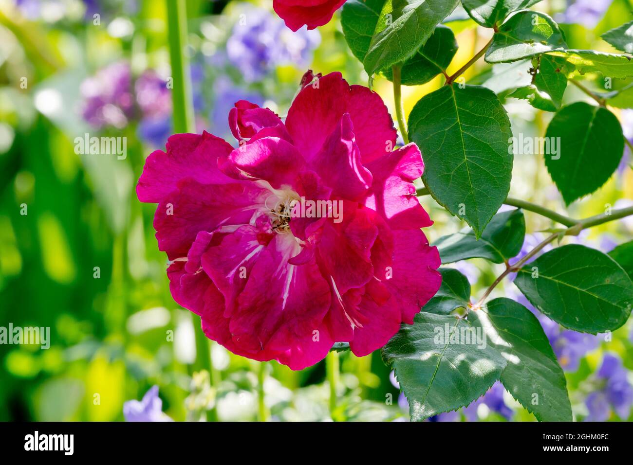 Rose tree 'Nur Mahal' in bloom in a garden Stock Photo - Alamy