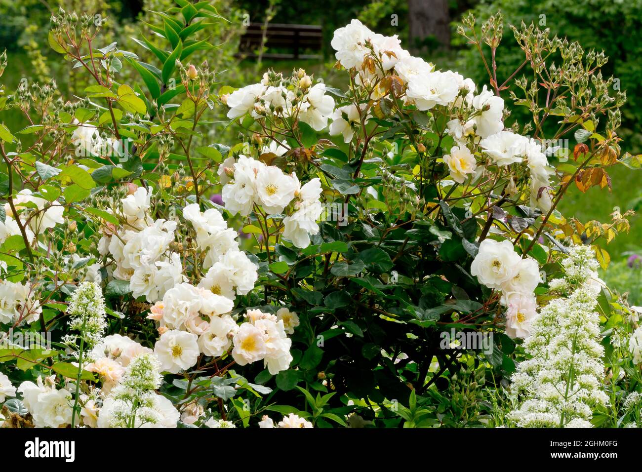 Rosa penelope shrub rose hi-res stock photography and images - Alamy