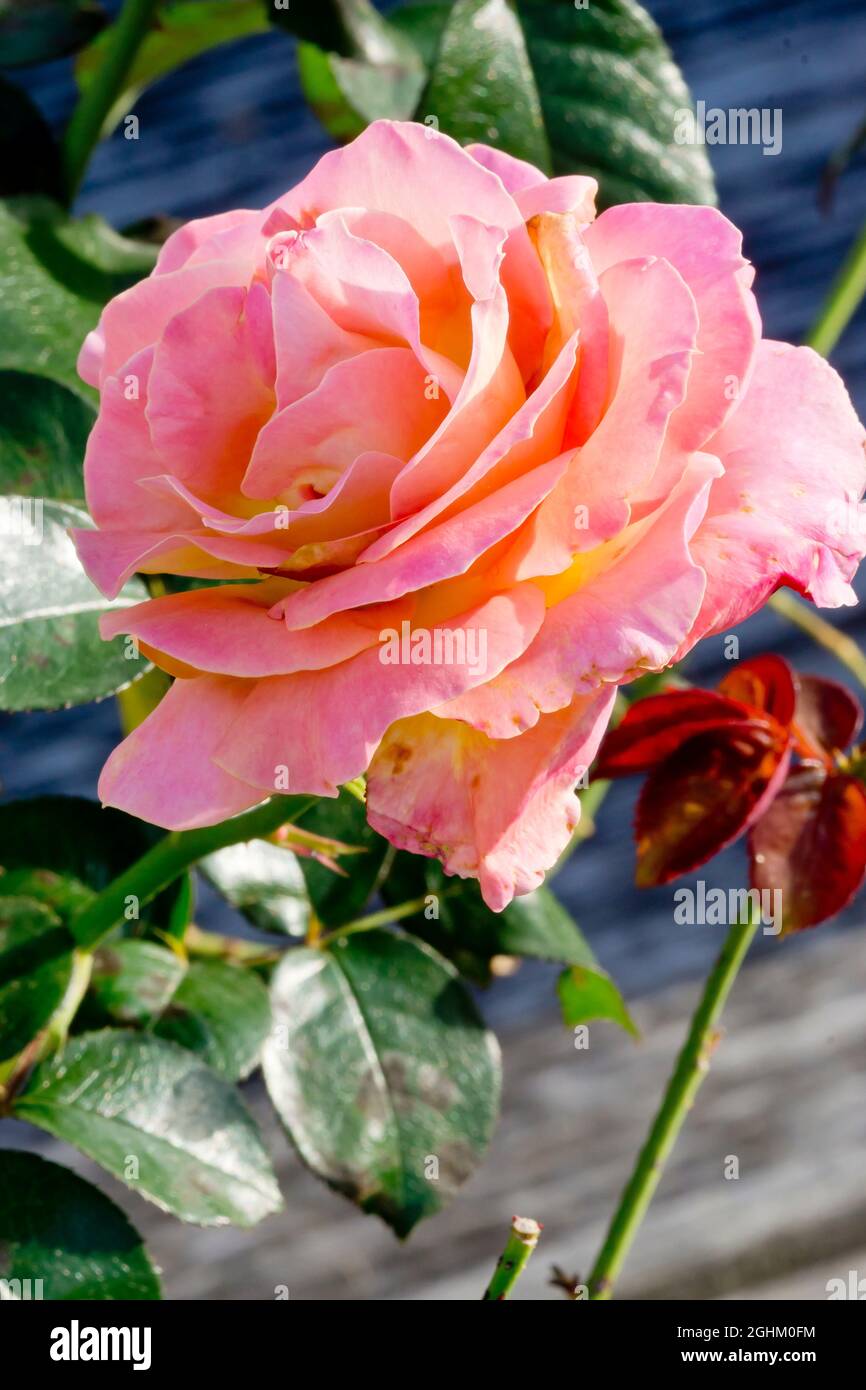 Rosa orient express hi-res stock photography and images - Alamy