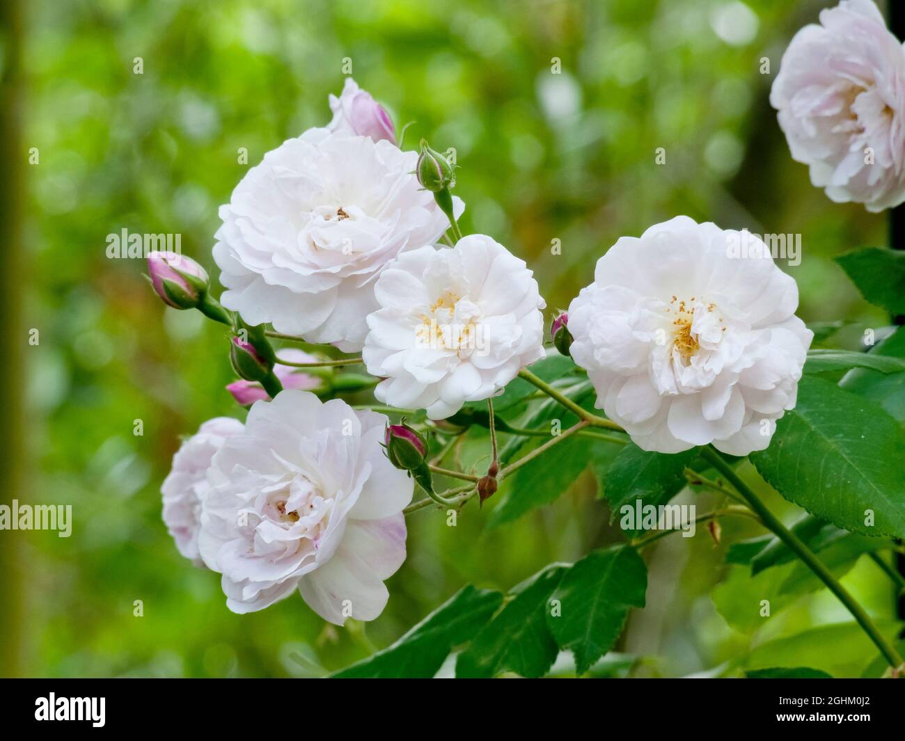 Rose tree 'Blush Noisette' in bloom in a garden Stock Photo - Alamy