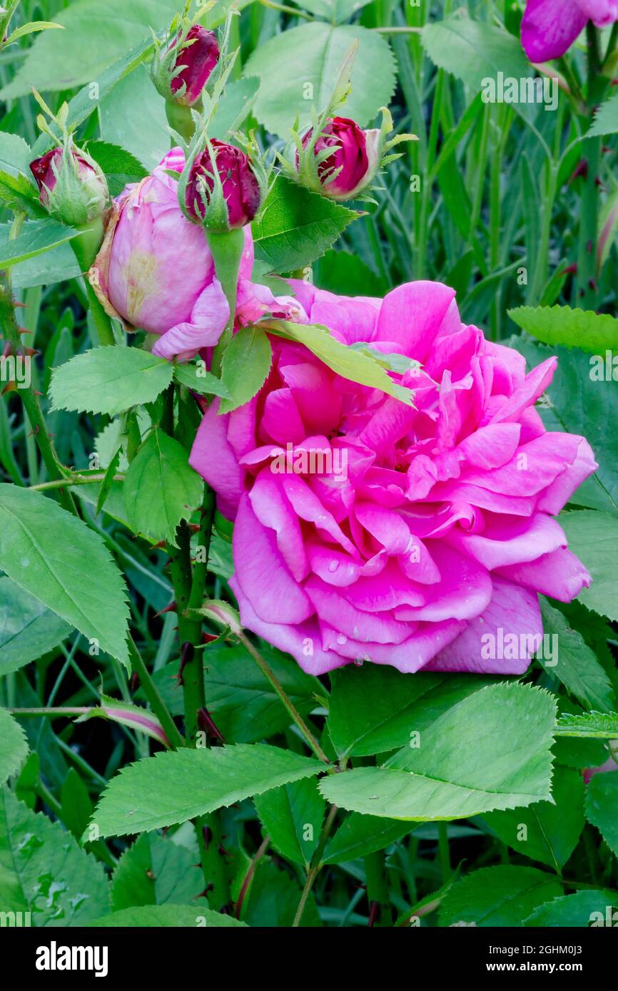 Rose tree 'Magna Charta' in bloom in a garden Stock Photo - Alamy