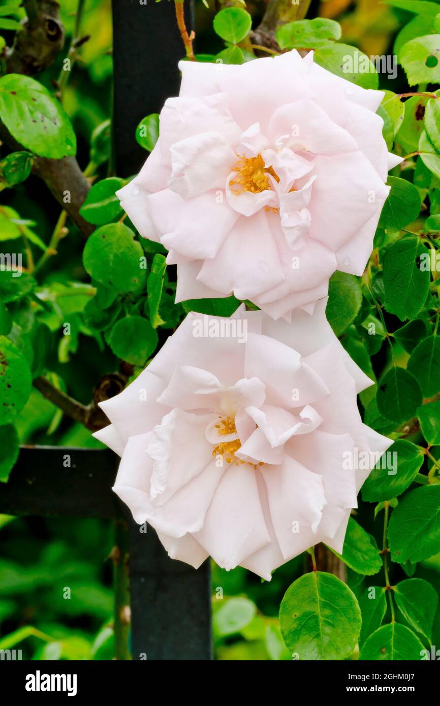 White dawn climbing rose hi-res stock photography and images - Alamy